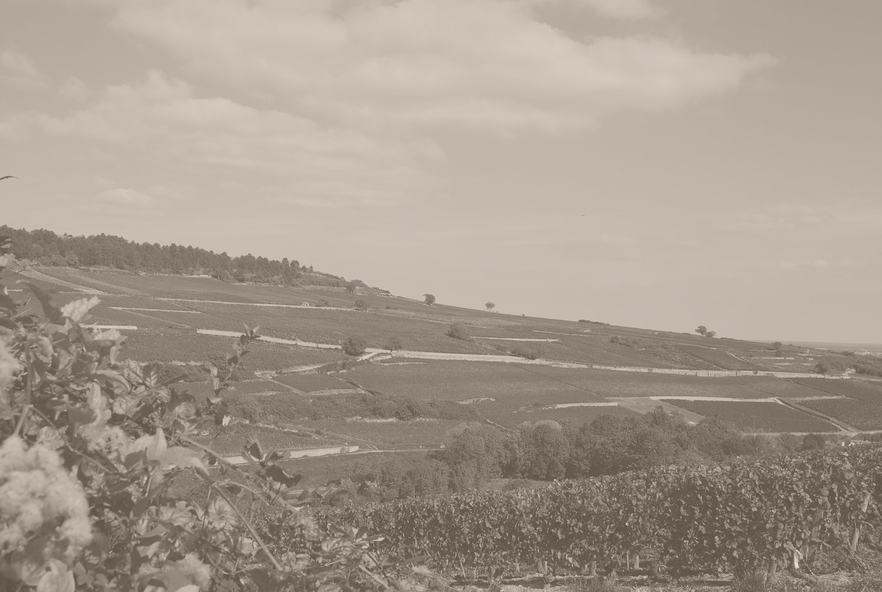 Fanny Sabre – Cellar Door Aoyama